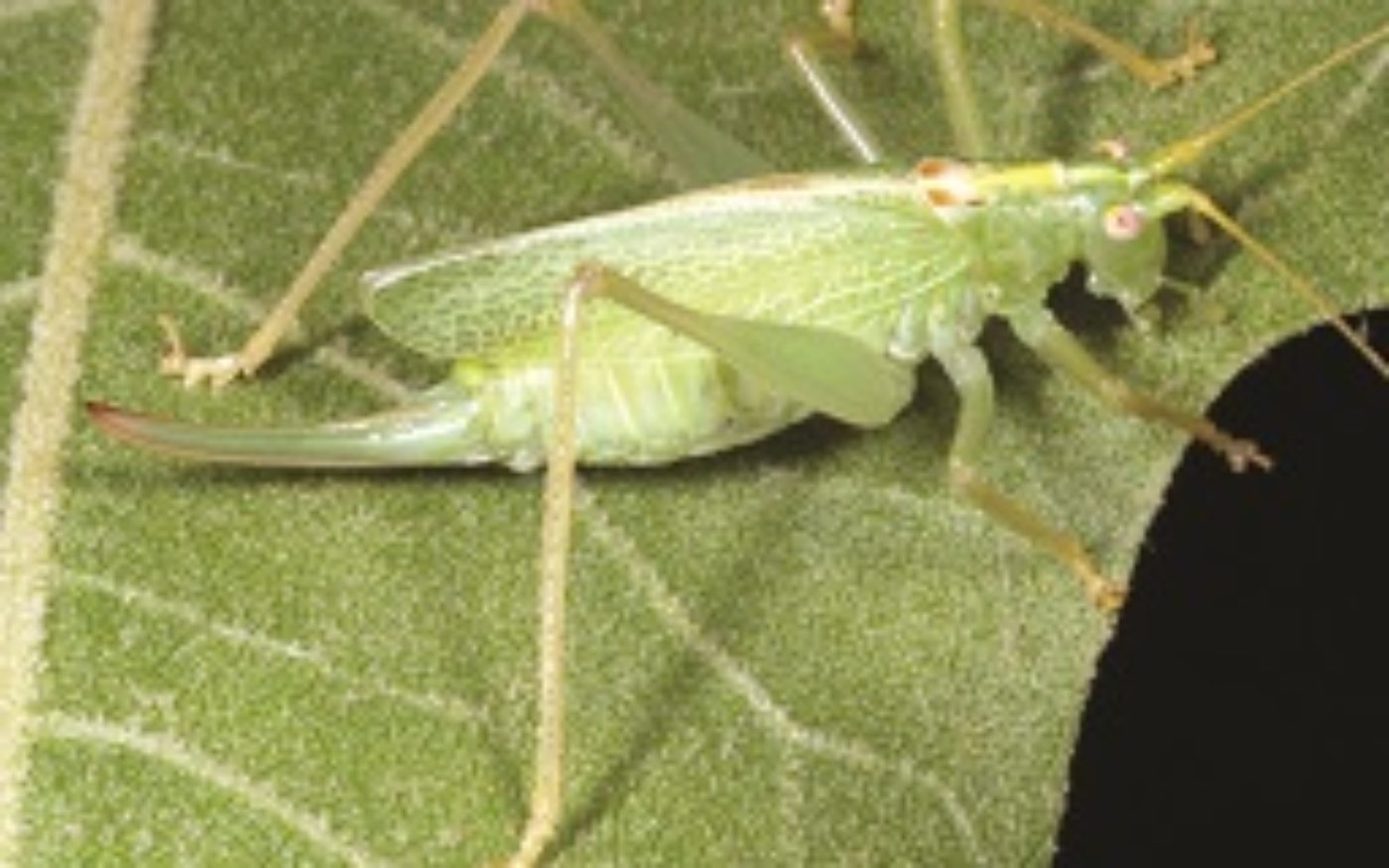 Oak bush-cricket - Insect Week