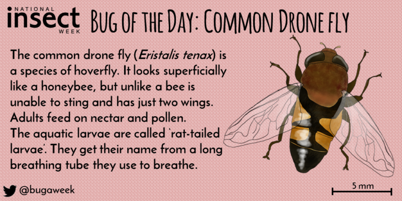 Bug of the Day - Monday - Insect Week