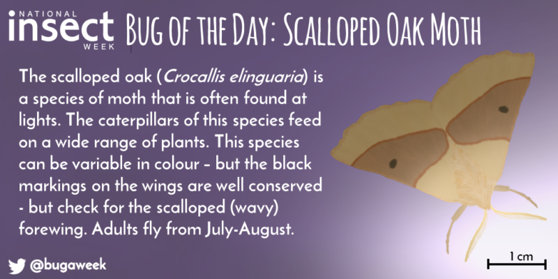 Bug of the Day - Sunday - Insect Week