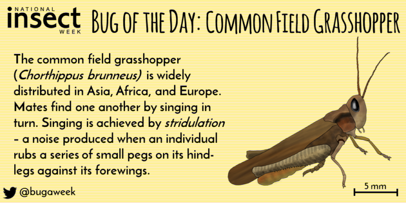 Bug of the Day -Wednesday - Insect Week