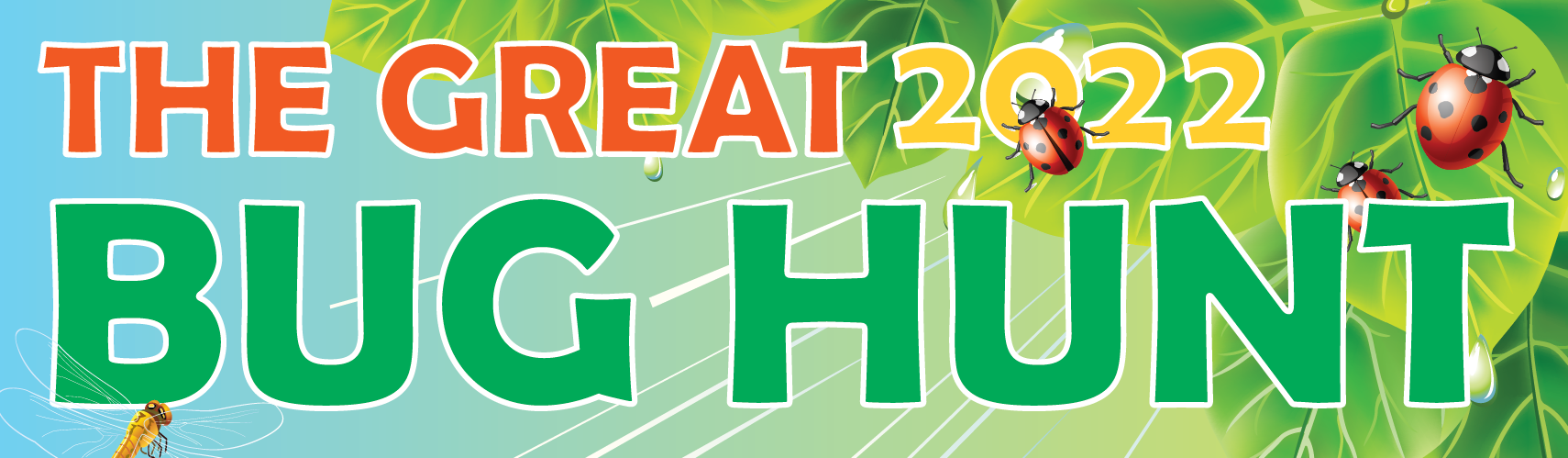 Great Bug Hunt 2022 competition winners - Insect Week