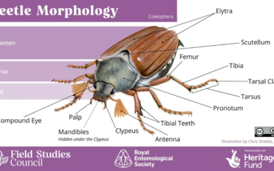 Insect morphology infographics - Insect Week