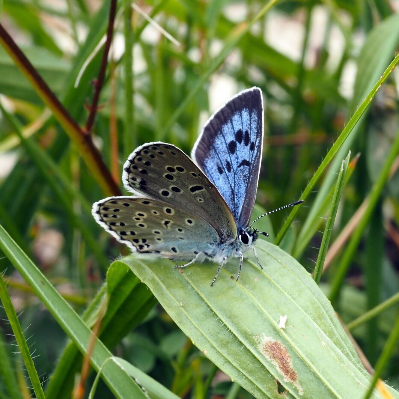 The OM System Tips and Guide to Macro Photography - Insect Week