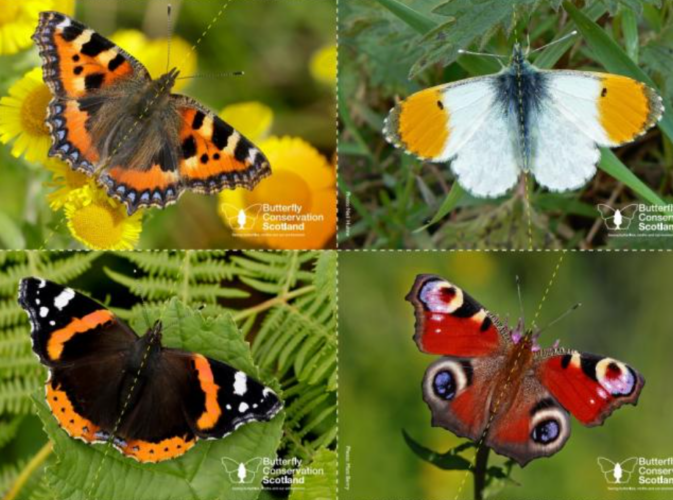 Butterflies - Matching Pairs - Insect Week