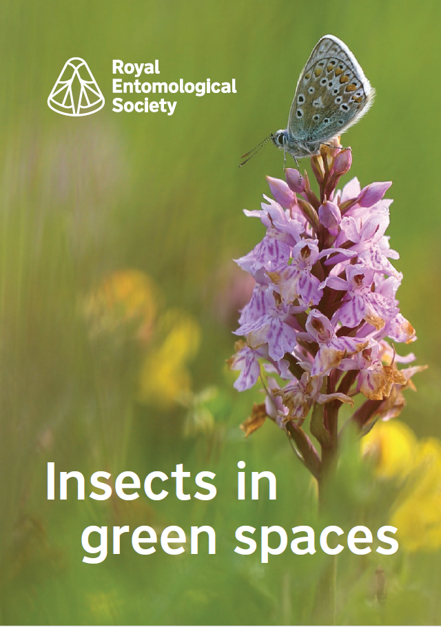 Insects in green spaces - Insect Week