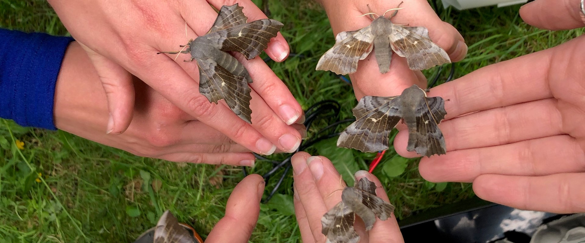 Moth Hunters - Insect Week