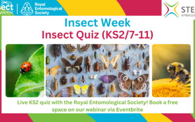Insect Quiz For Insect Week Insect Week