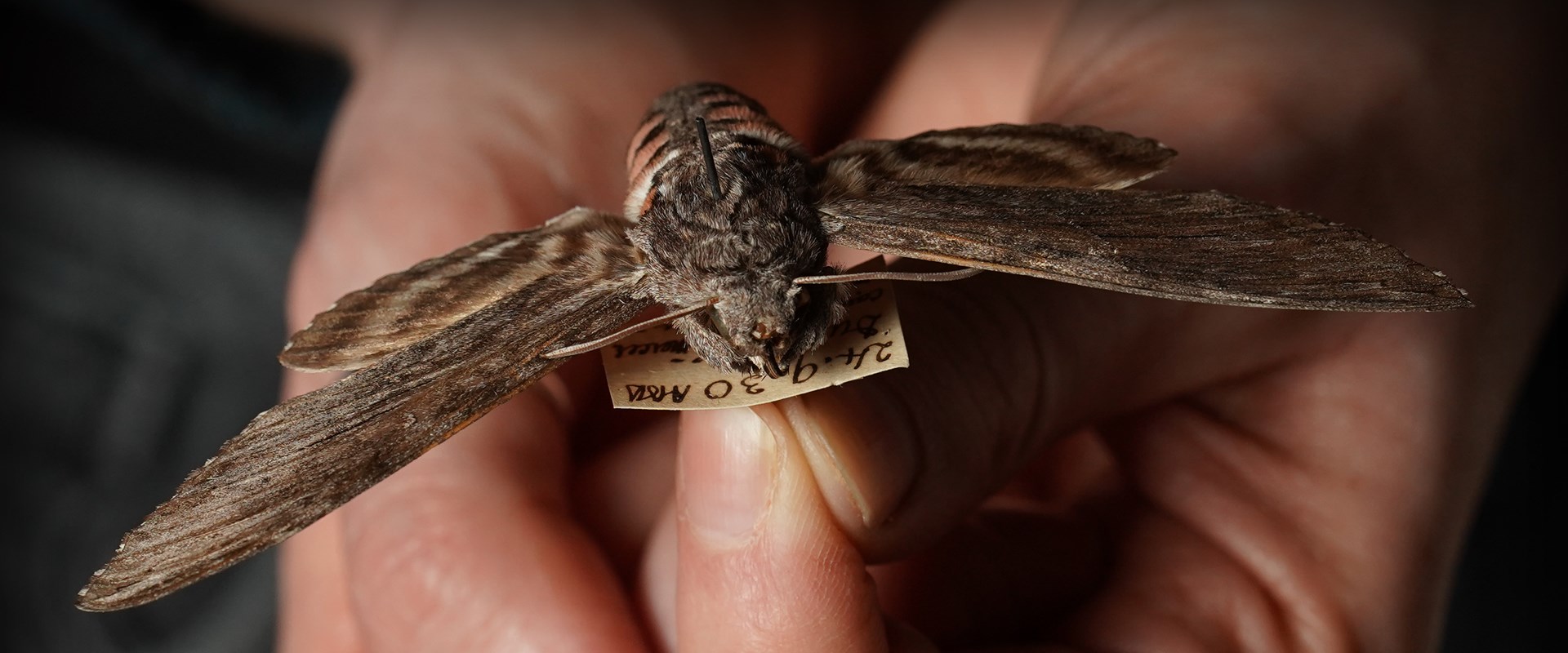 Women in Entomology panel - Insect Week