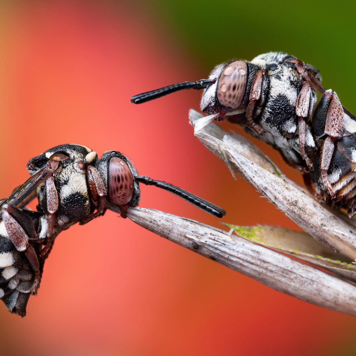 News - Insect Week