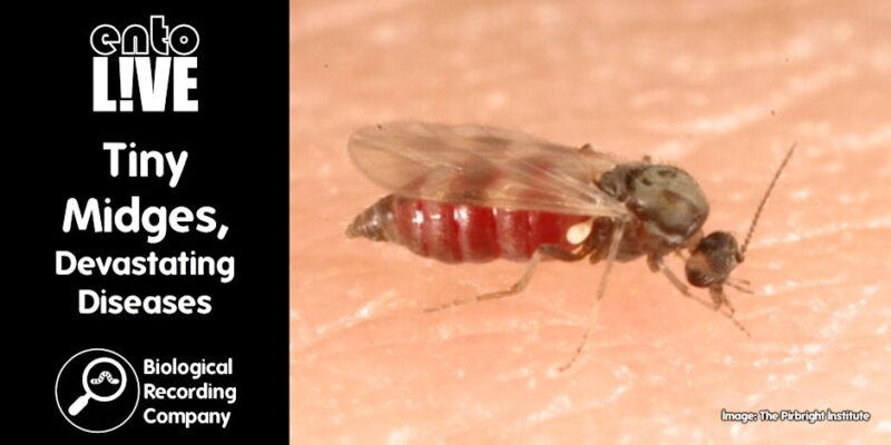 entoLIVE webinar - Tiny Midges, Devastating Diseases - Insect Week