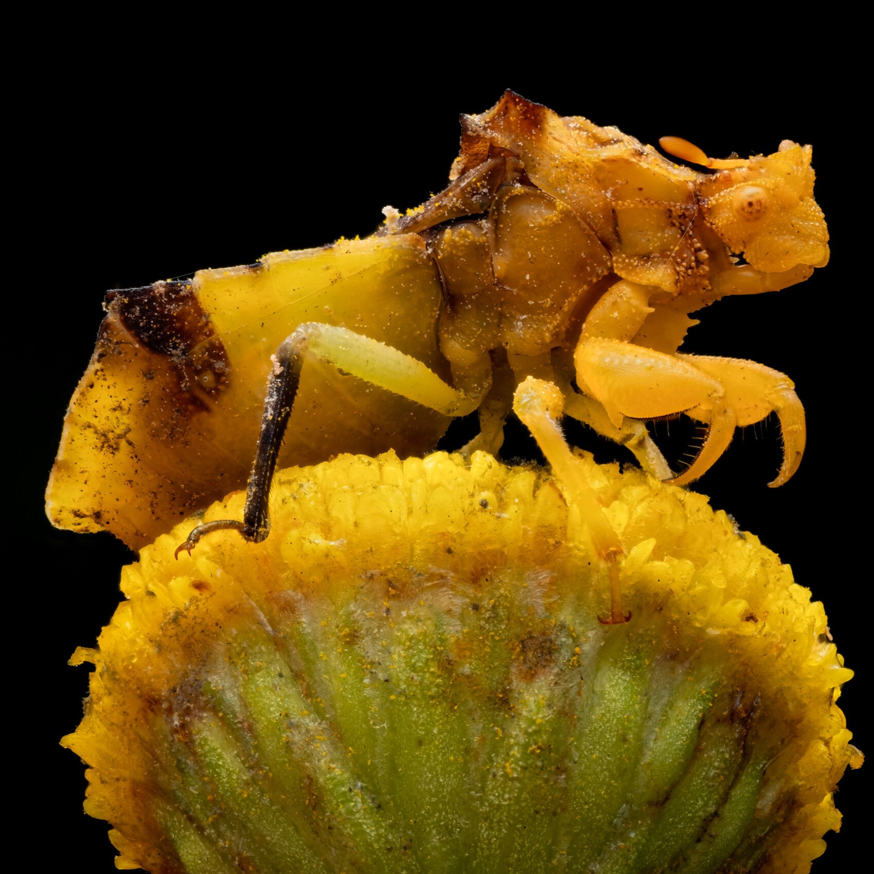 2024 Photography Competition Winners - Under 18 years - Insect Week