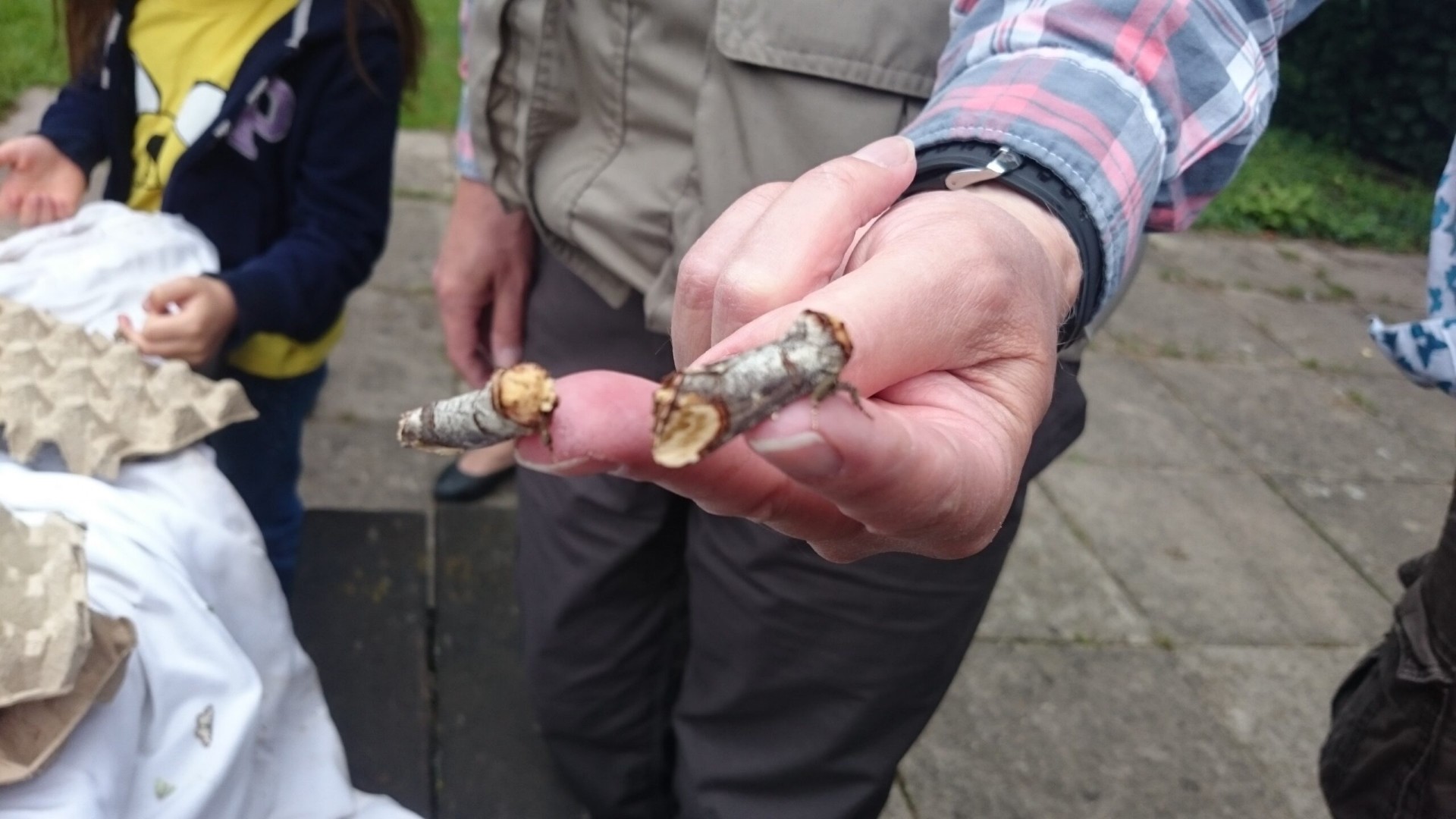 Bug Club day at Dinton Pastures - Insect Week