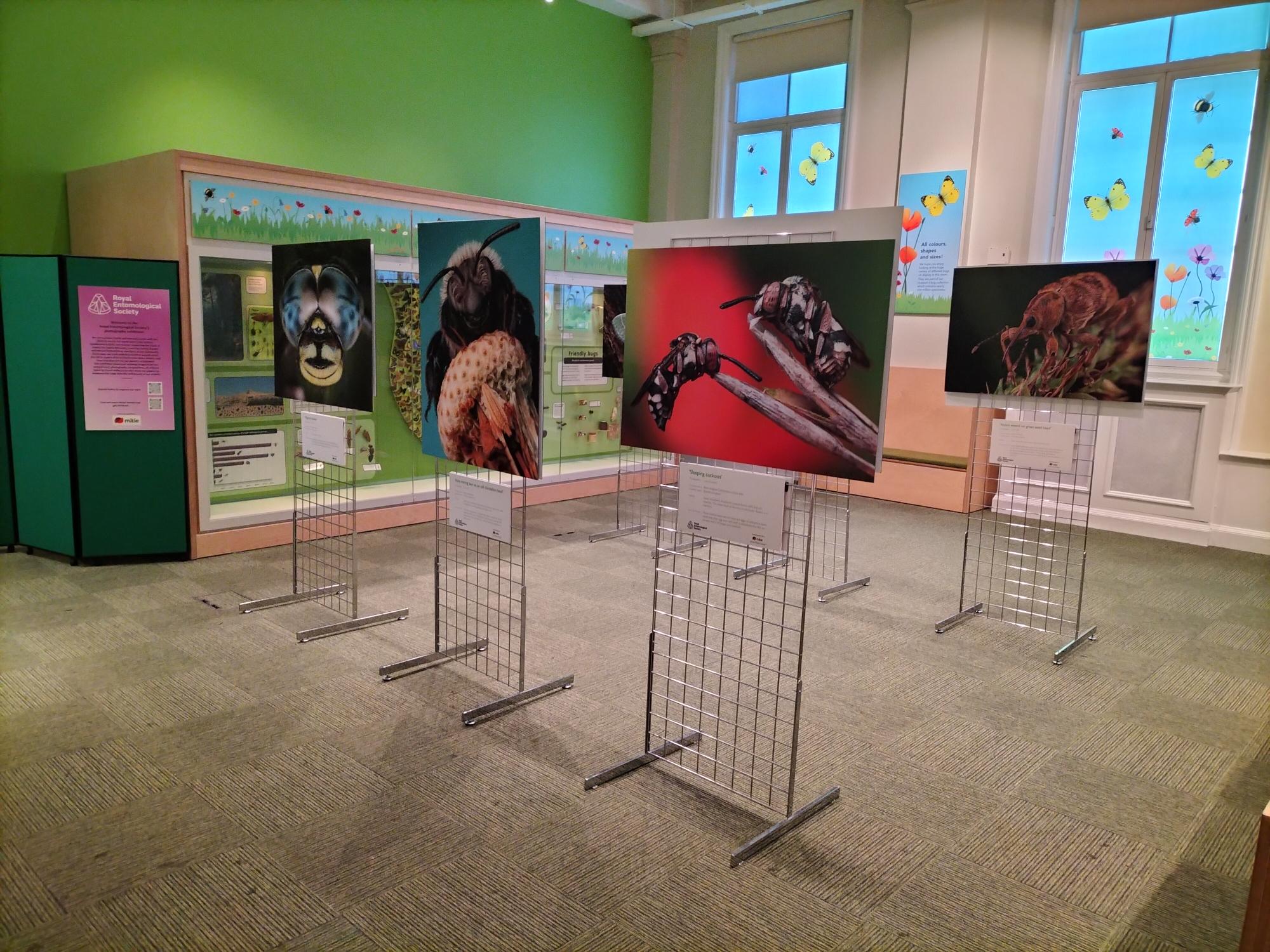 Royal Entomological Society Photo Exhibition - Insect Week