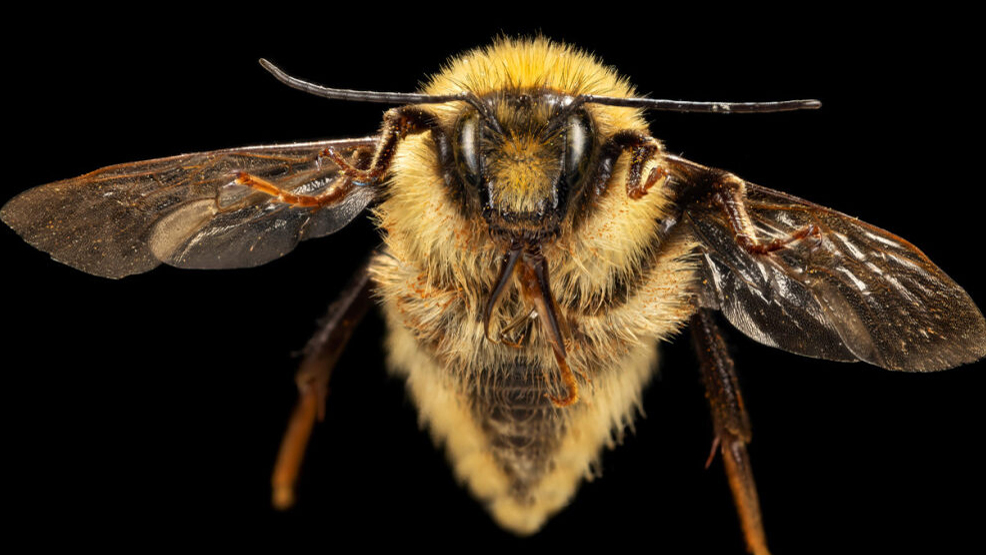The Murmur of Bees exhibition - Insect Week
