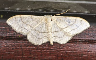 Riband Wave Moth - Insect Week