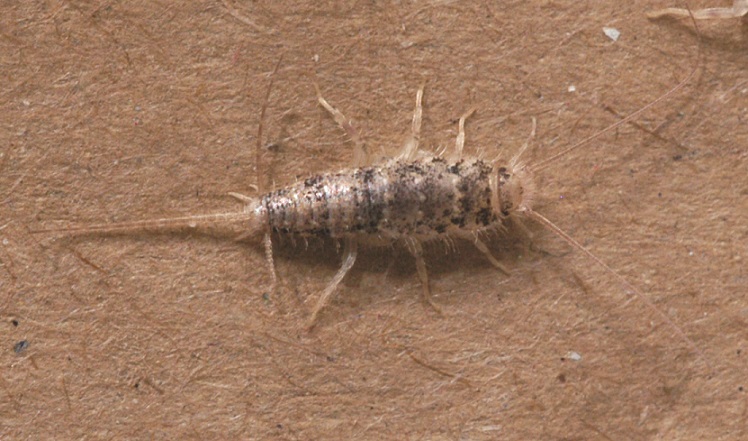 The Firebrat - Insect Week