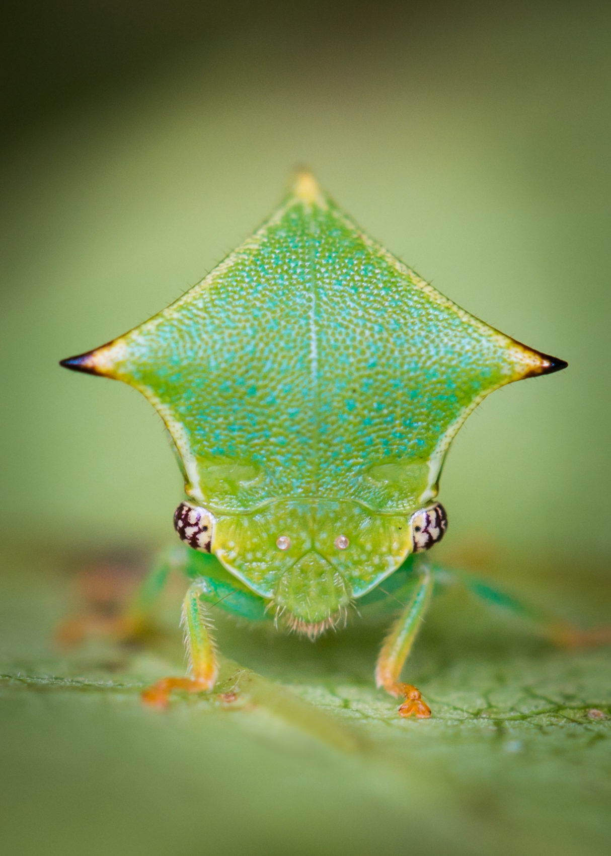 Treehopper on vine - Insect Week