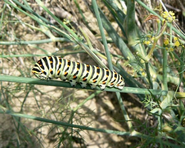Banded Baby - Insect Week