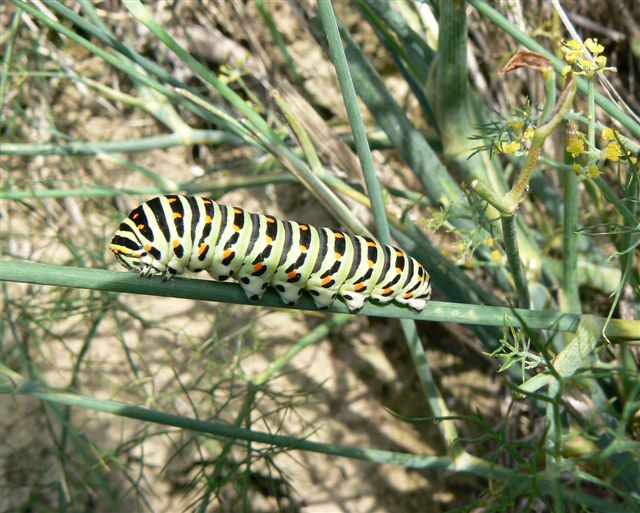 Banded Baby - Insect Week