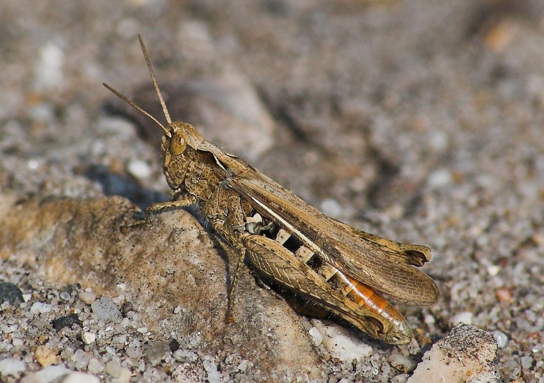 Camouflage - Insect Week