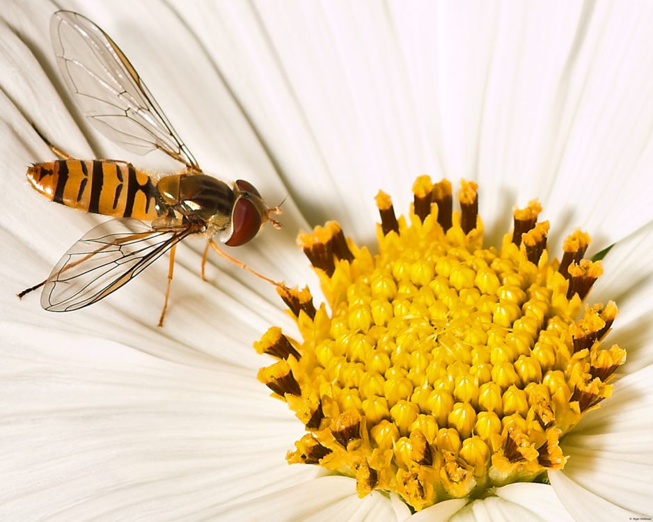 Hover fly - Insect Week