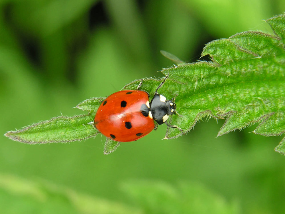 Seven spot ladybird on nettle - Insect Week