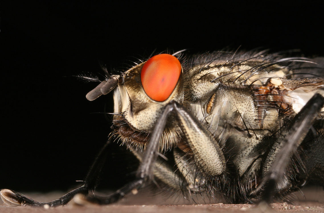Flesh fly portrait - Insect Week