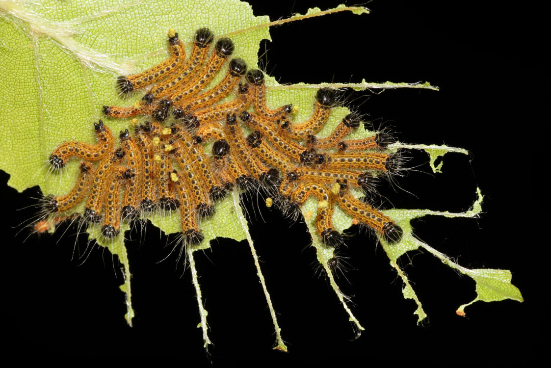 Baby buff-tip caterpillars at night - Insect Week