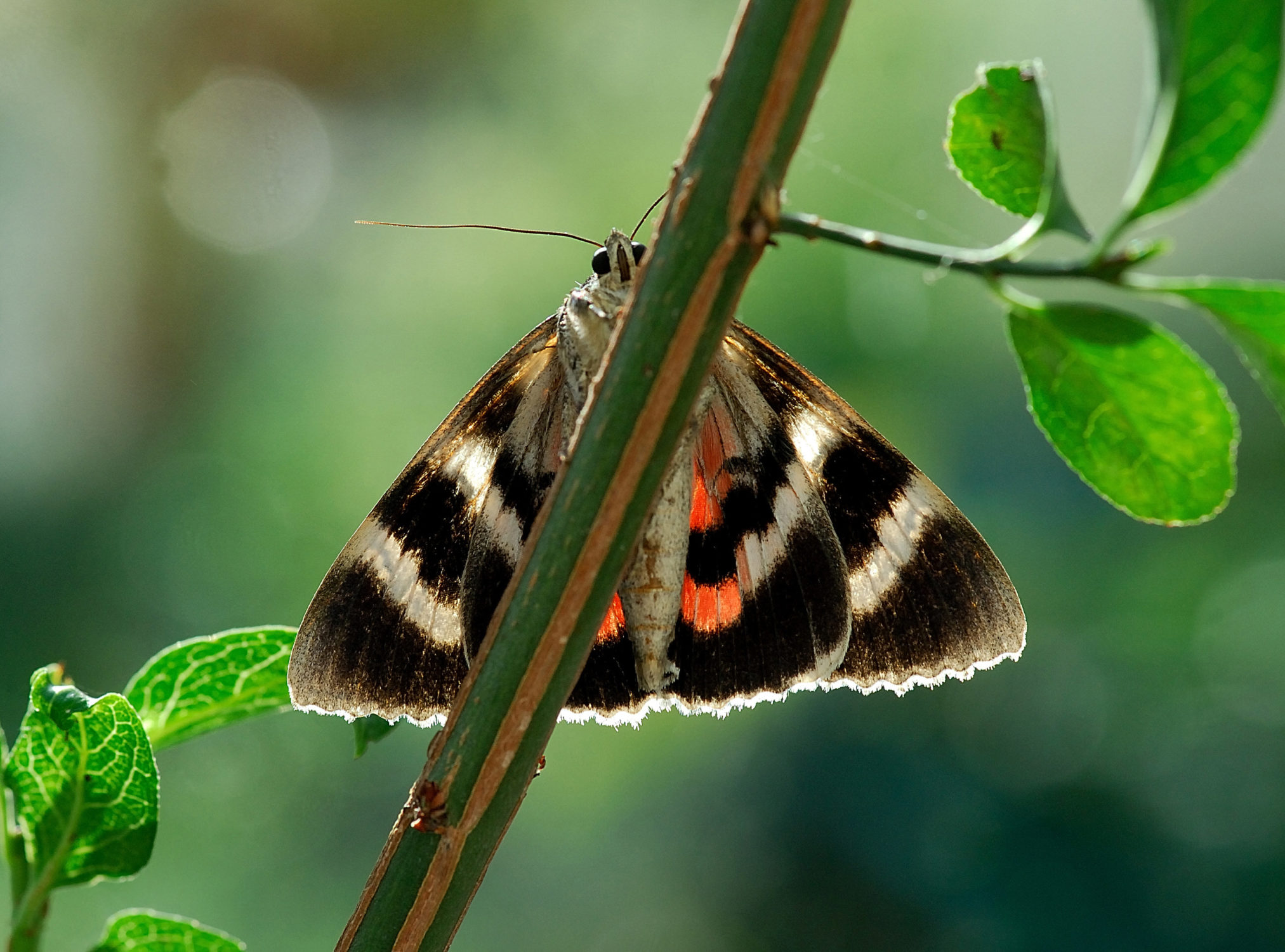 Red Underwing moth - Insect Week