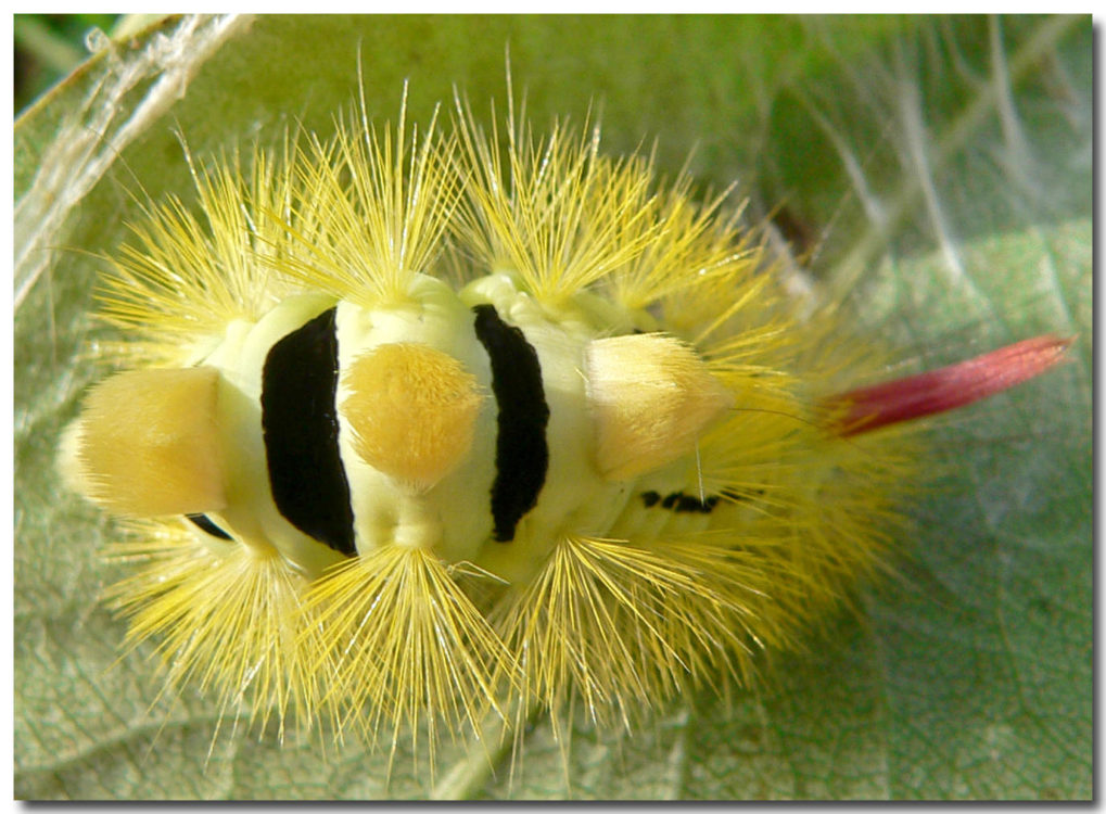 Explosion in a feather duster factor - Insect Week