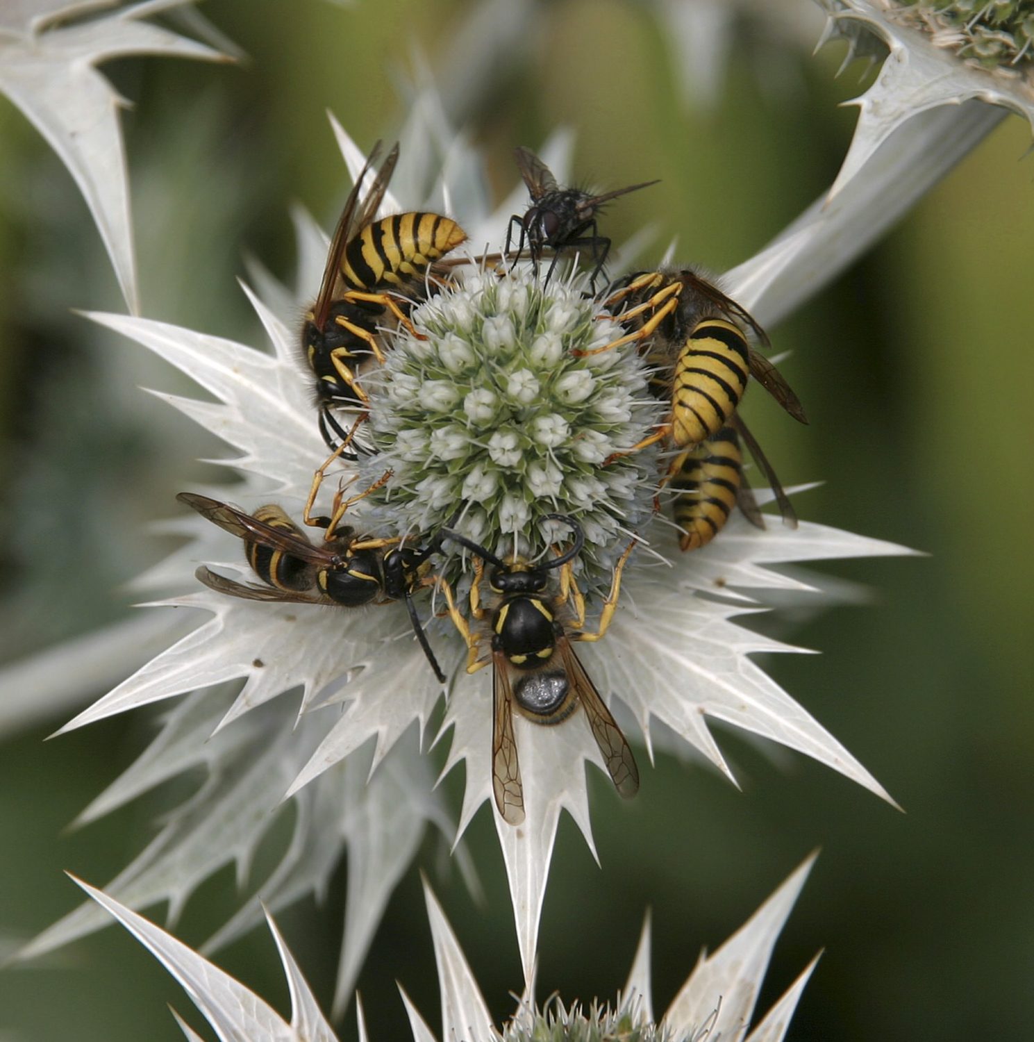 Ouch! Wasps and a fly on flower - Insect Week