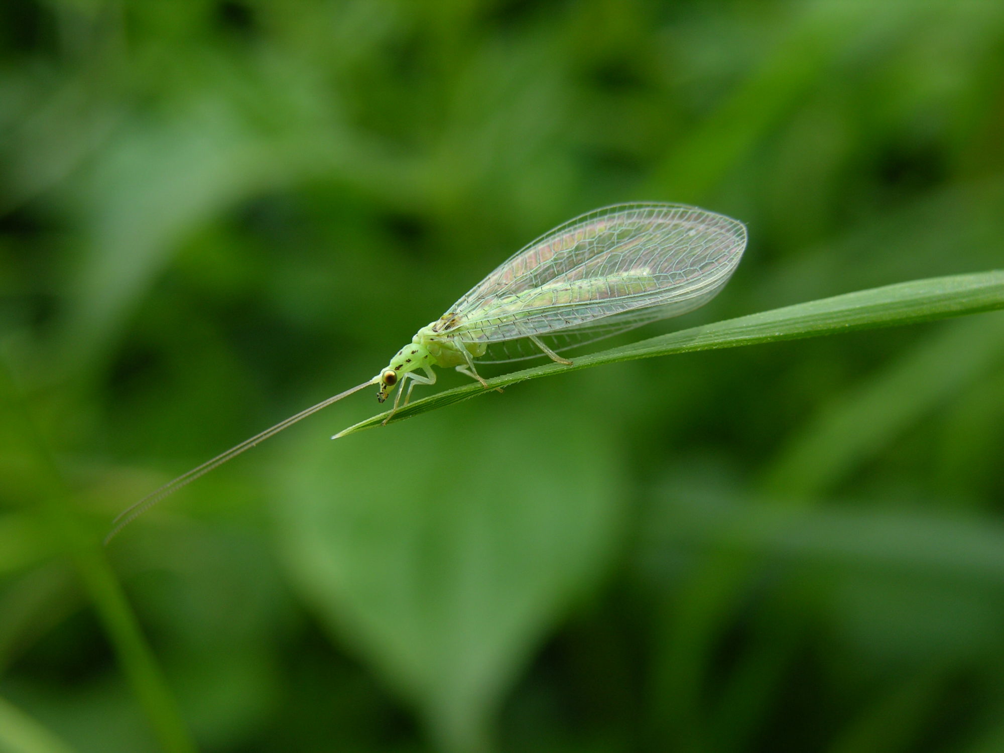 Lacewing - Insect Week