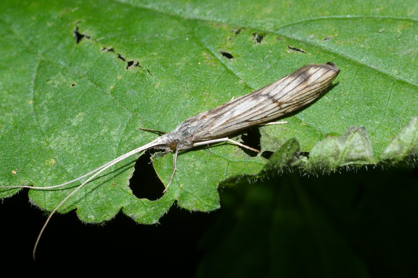 Adult Caddisfly, Odontocerum Albicorne - Insect Week