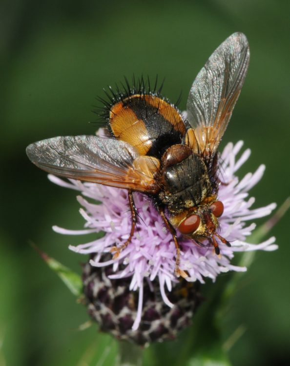 Hoverfly Settling on Wild Orchid - Insect Week