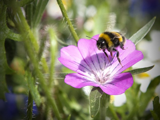 Bumblebee in Flight - Insect Week