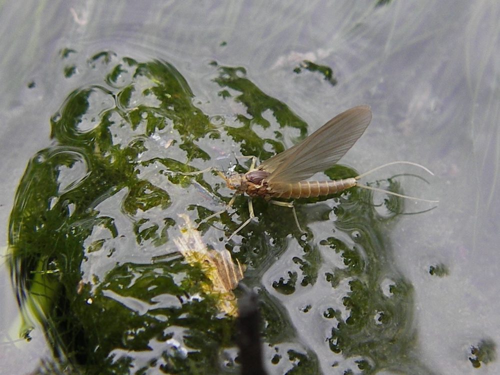 Common Mayfly on River Stour - Insect Week