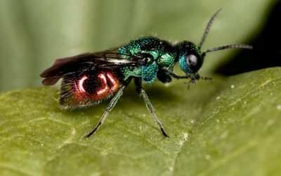 Ruby-Tailed Wasps - Insect Week