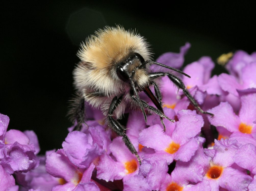 Bombus on Buddleia - Insect Week