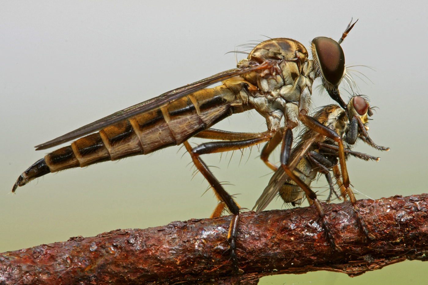 Well Captured - Insect Week