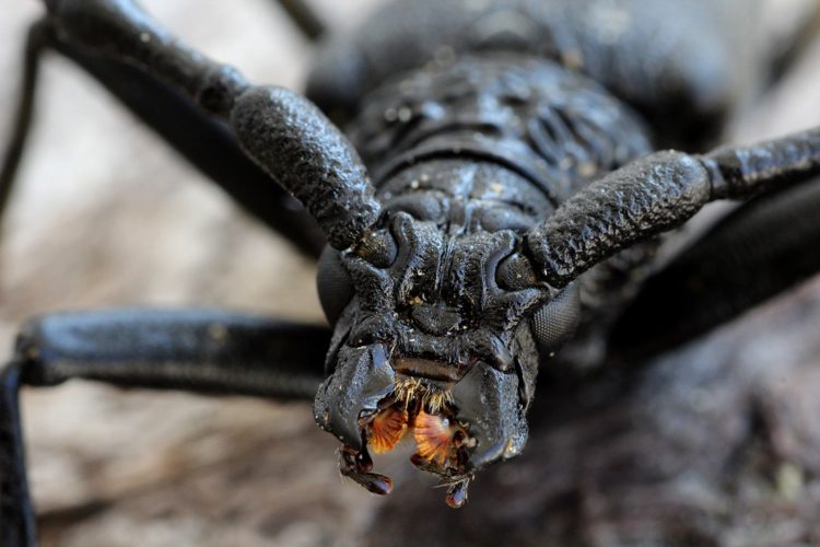 Longhorn Beetle (Close-Up) - Insect Week
