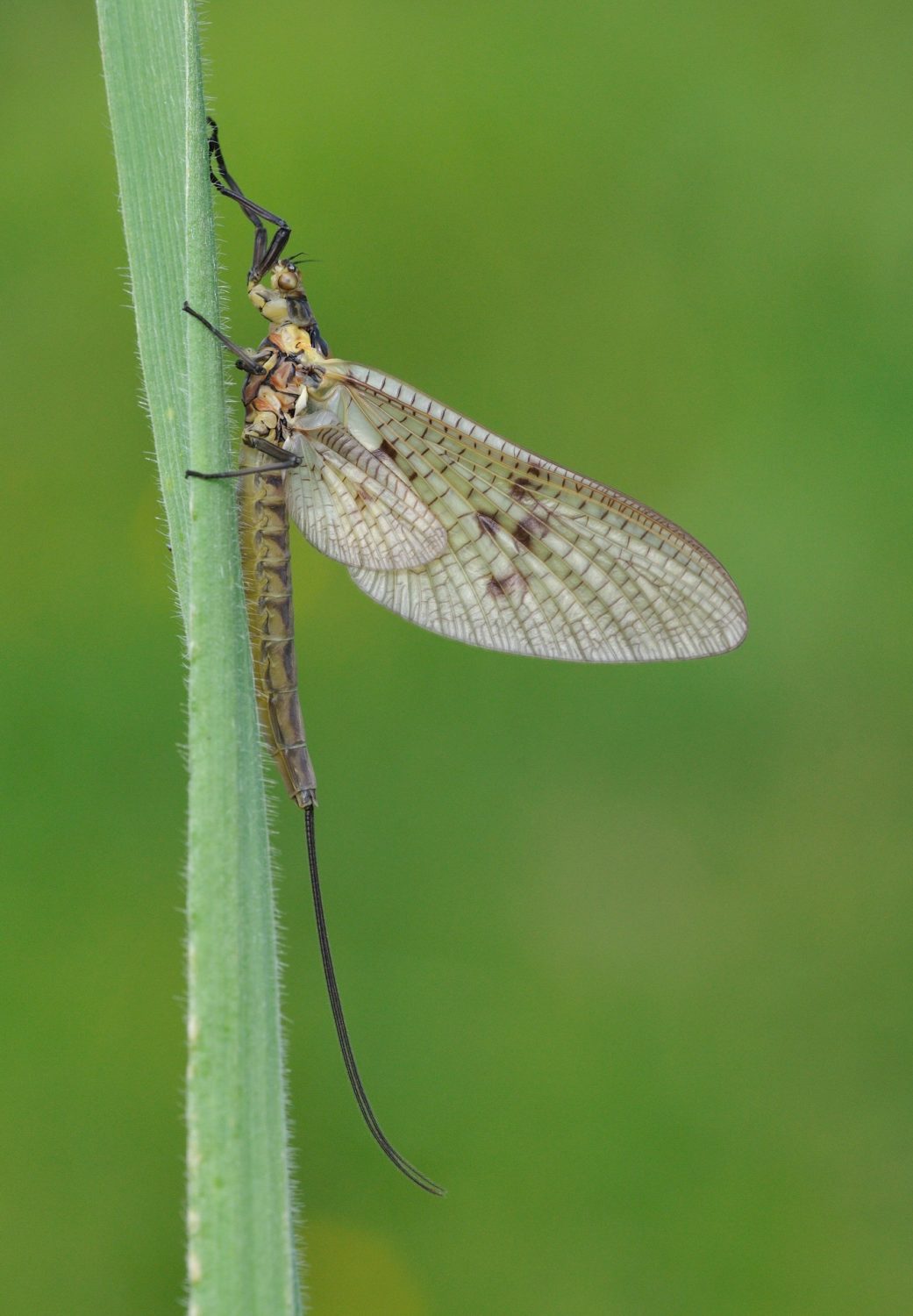 Mayfly - Insect Week