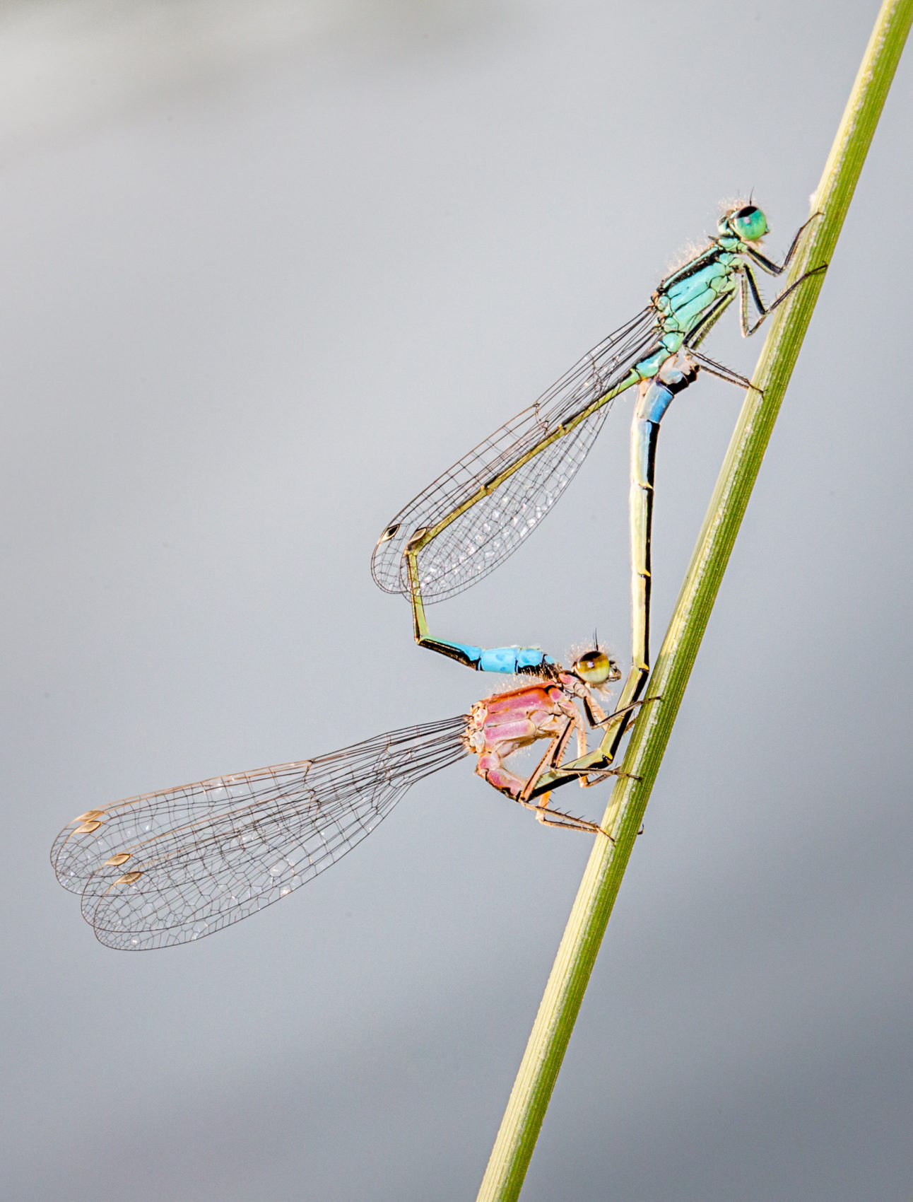 Coupled Blue-Tailed Damselflies - Insect Week