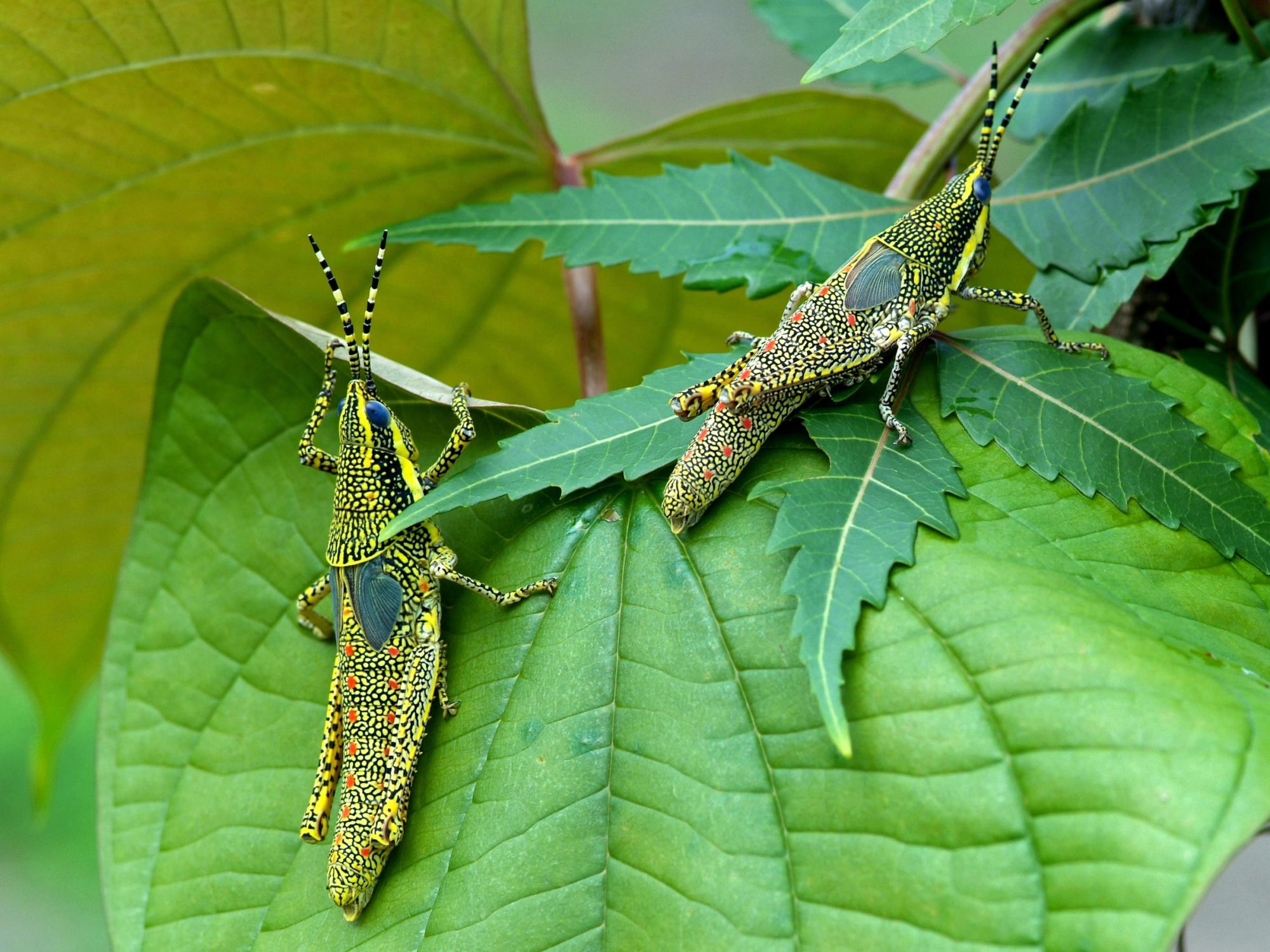 Grasshopper nymphs - Insect Week