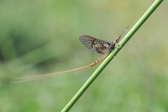 Mayfly - Insect Week