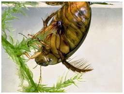 Beetle gallery - Insect Week