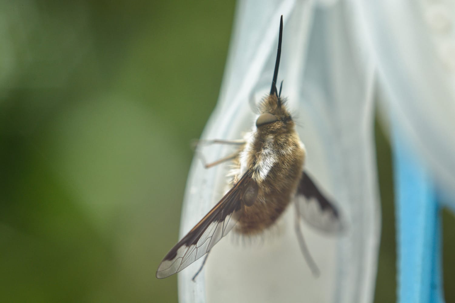 Dark edged bee fly - Insect Week