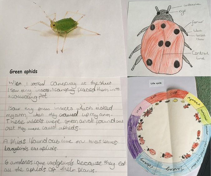 The Great Bug Hunt 2016 - Insect Week