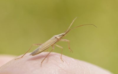 Grass bug - Insect Week