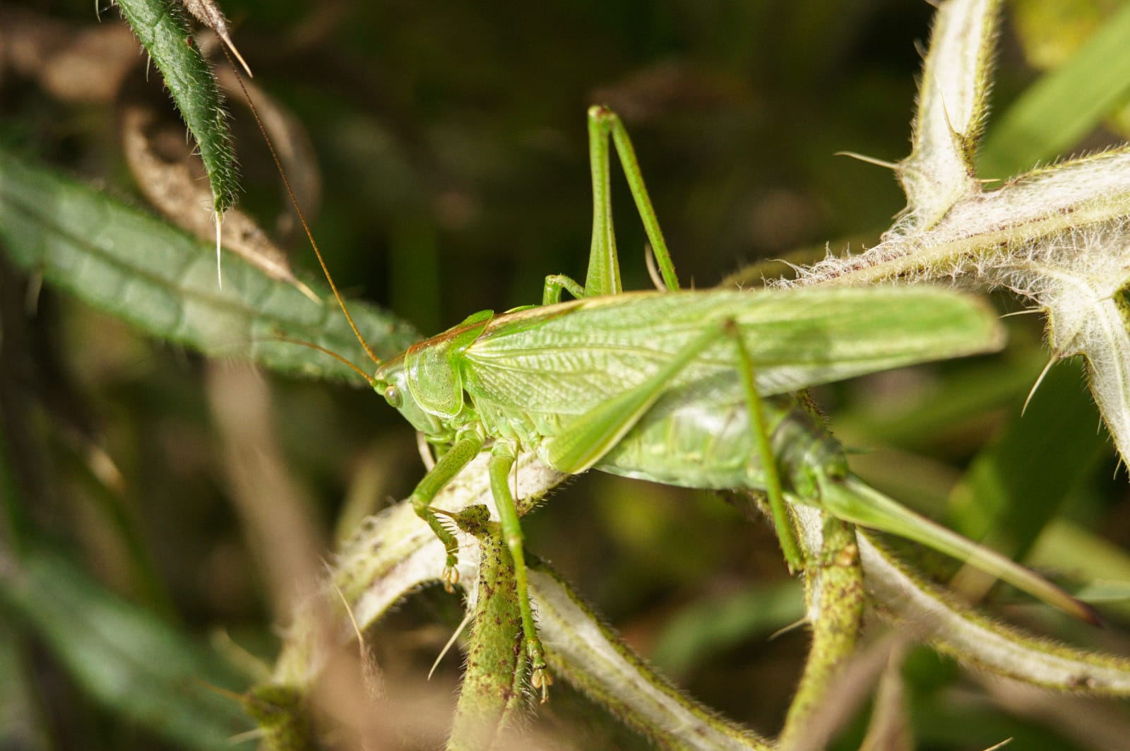 Great green bush cricket - Insect Week