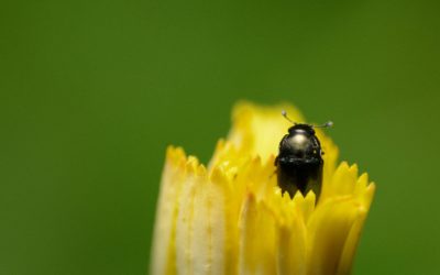 Pollen beetle - Insect Week